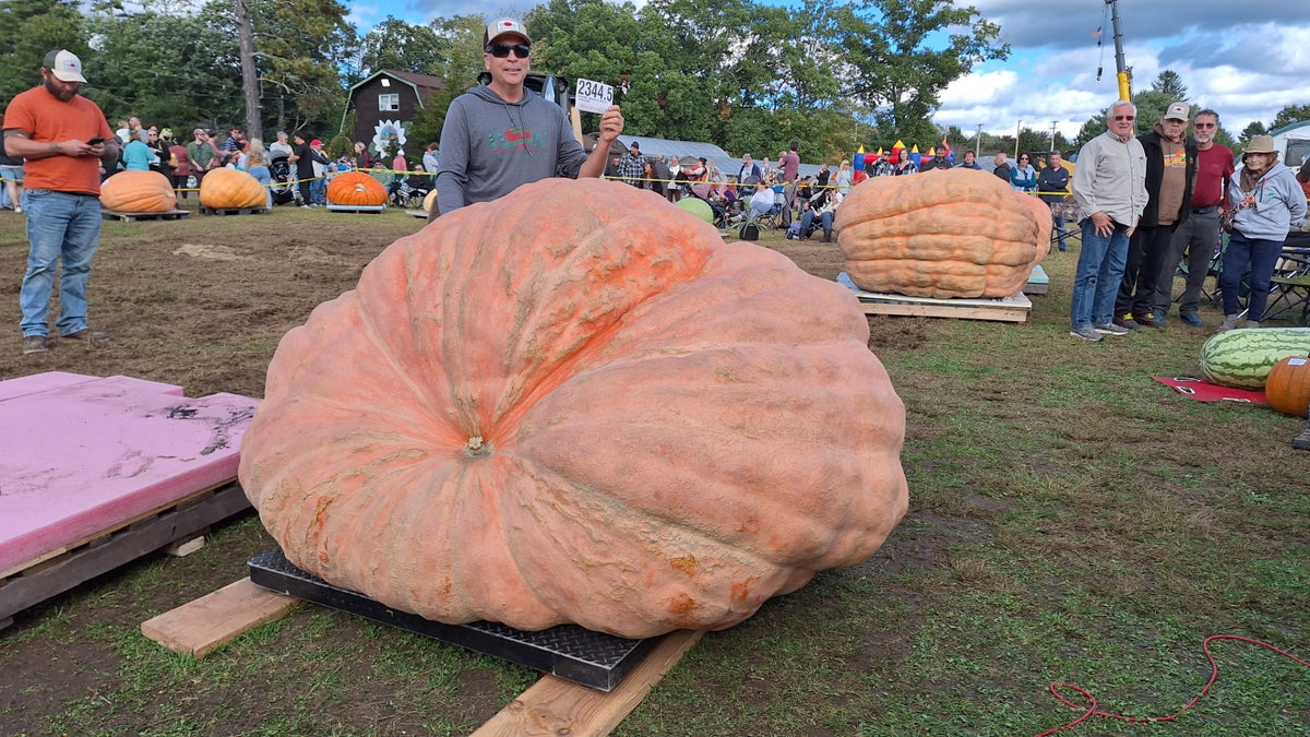 Grow your own Giant Pumpkin Growing Kit | Wallace Organic Wonder