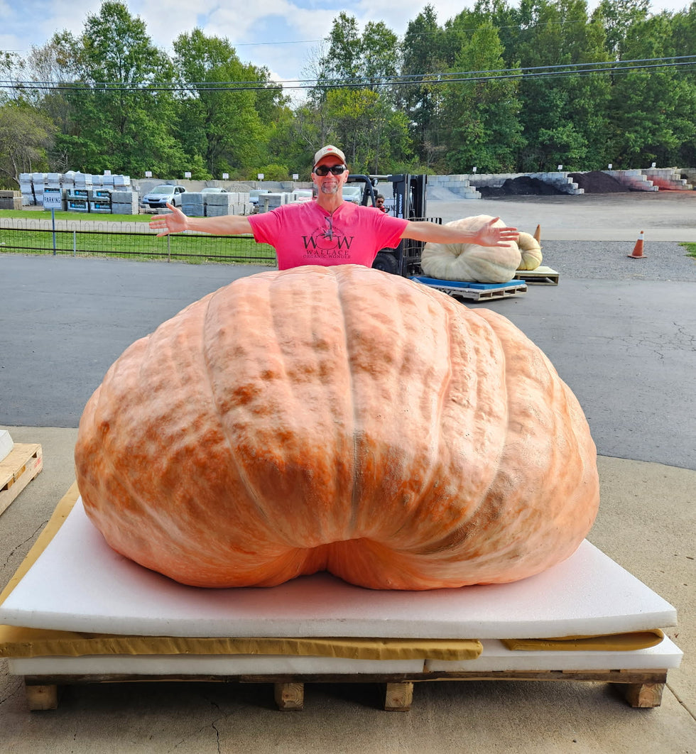 Giant Pumpkin Seeds Wallace's Private Stock – Wallace Organic Wonder
