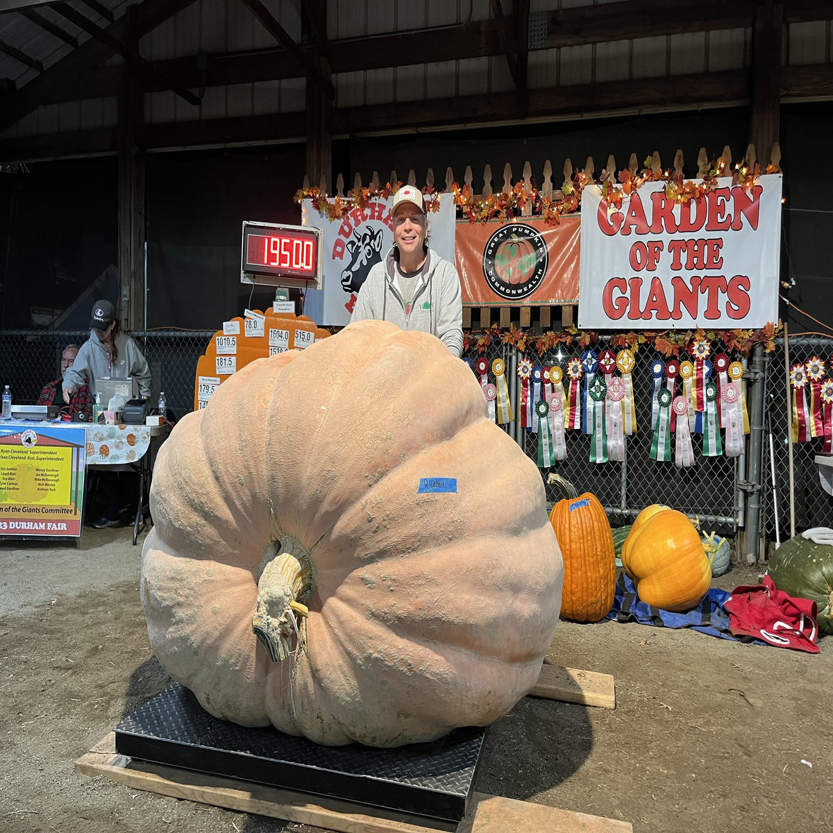 Giant Pumpkin Seed 1950 Wallace Wallace Organic Wonder