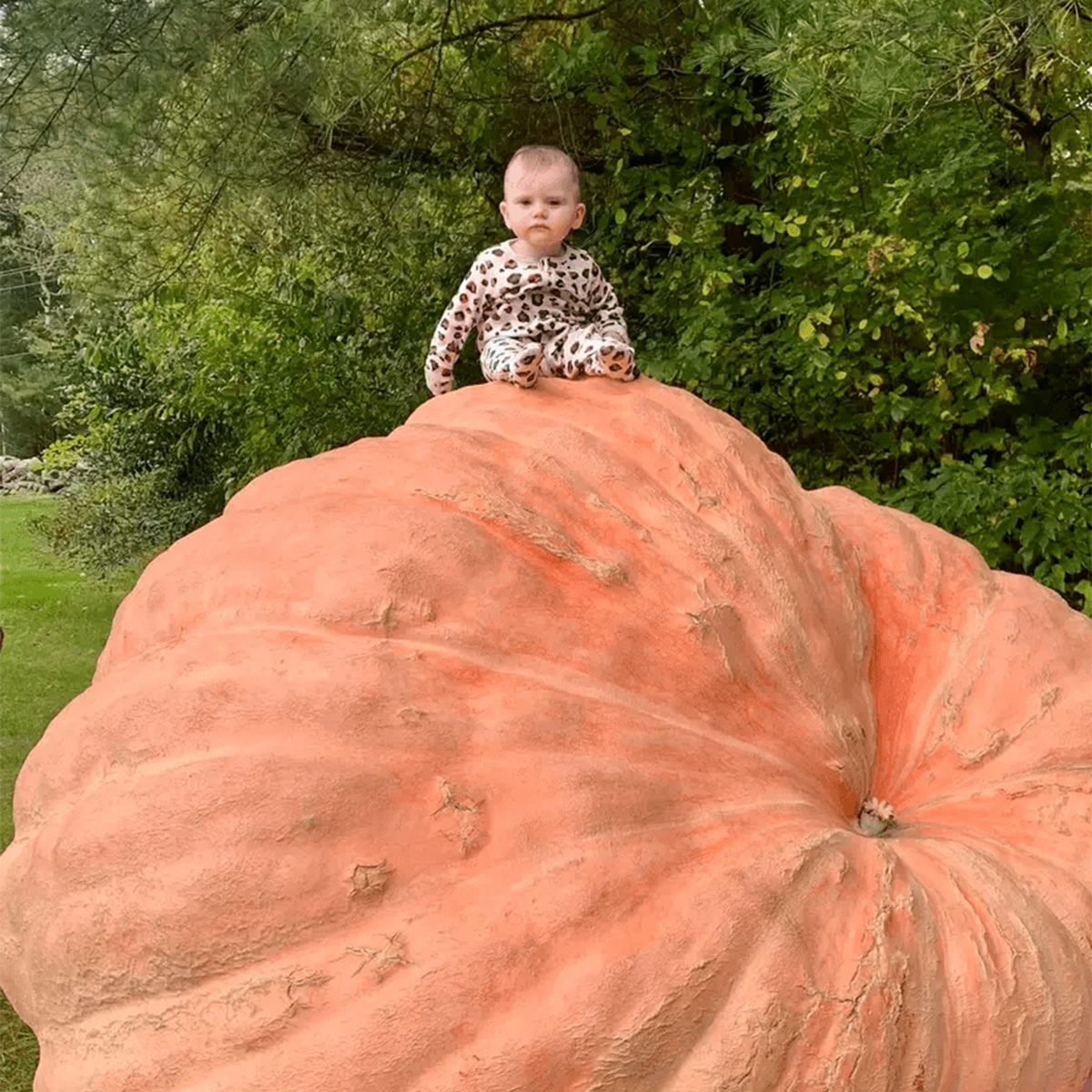 Giant Pumpkin Seeds Worlds Biggest from | Wallace's Whoppers – Wallace ...