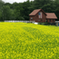 Mighty Mustard Seed For soil fumigation | Wallace Organic Wonder