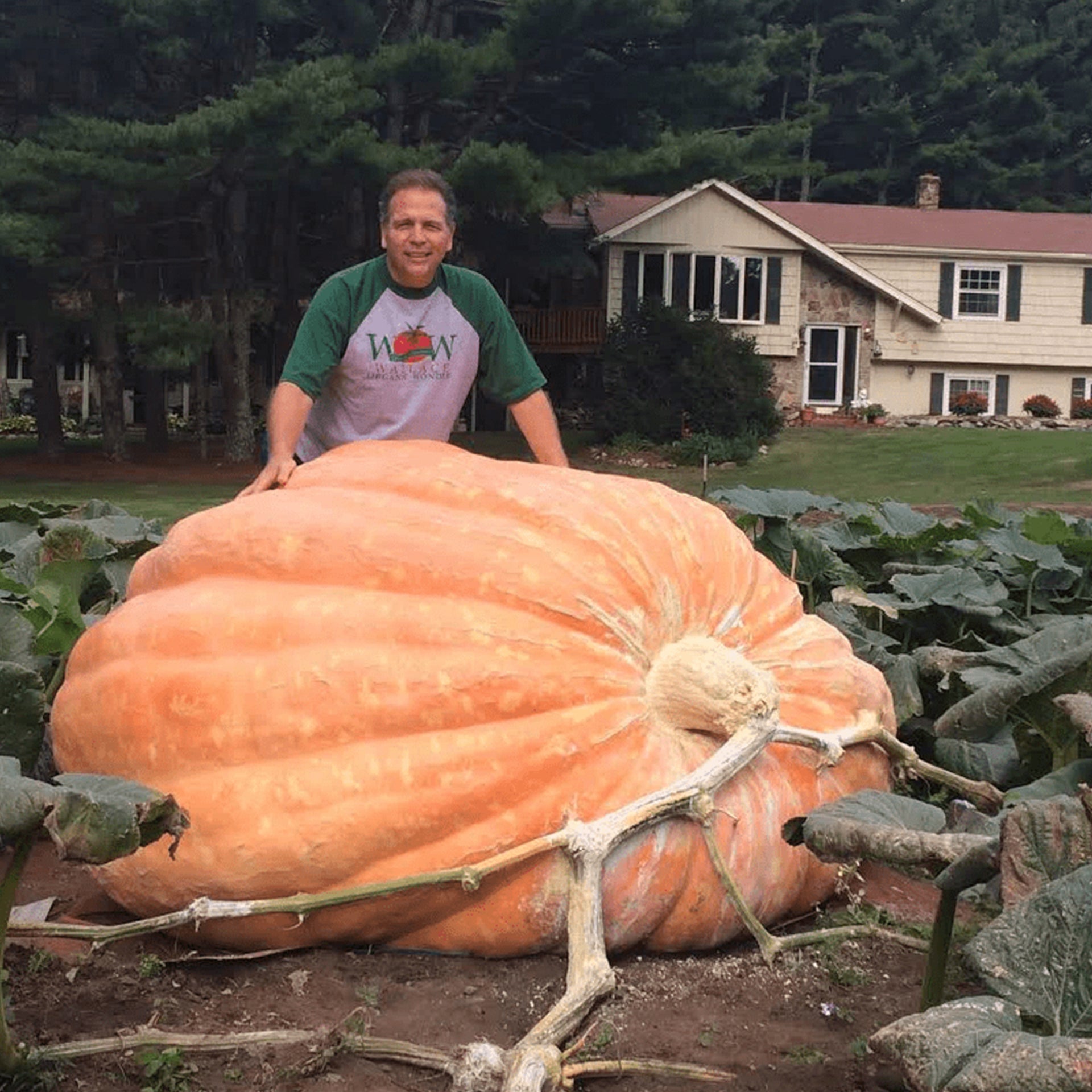 Giant Pumpkin Seeds Worlds Biggest from | Wallace's Whoppers – Wallace ...