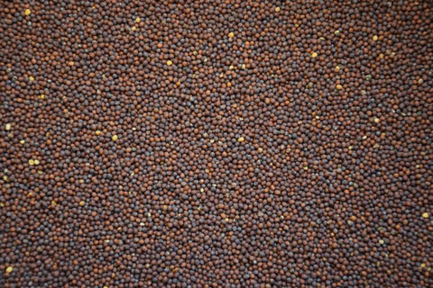 Mighty Mustard Seed For soil fumigation | Wallace Organic Wonder