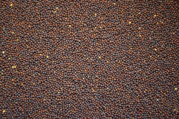 Mighty Mustard Seed For soil fumigation | Wallace Organic Wonder